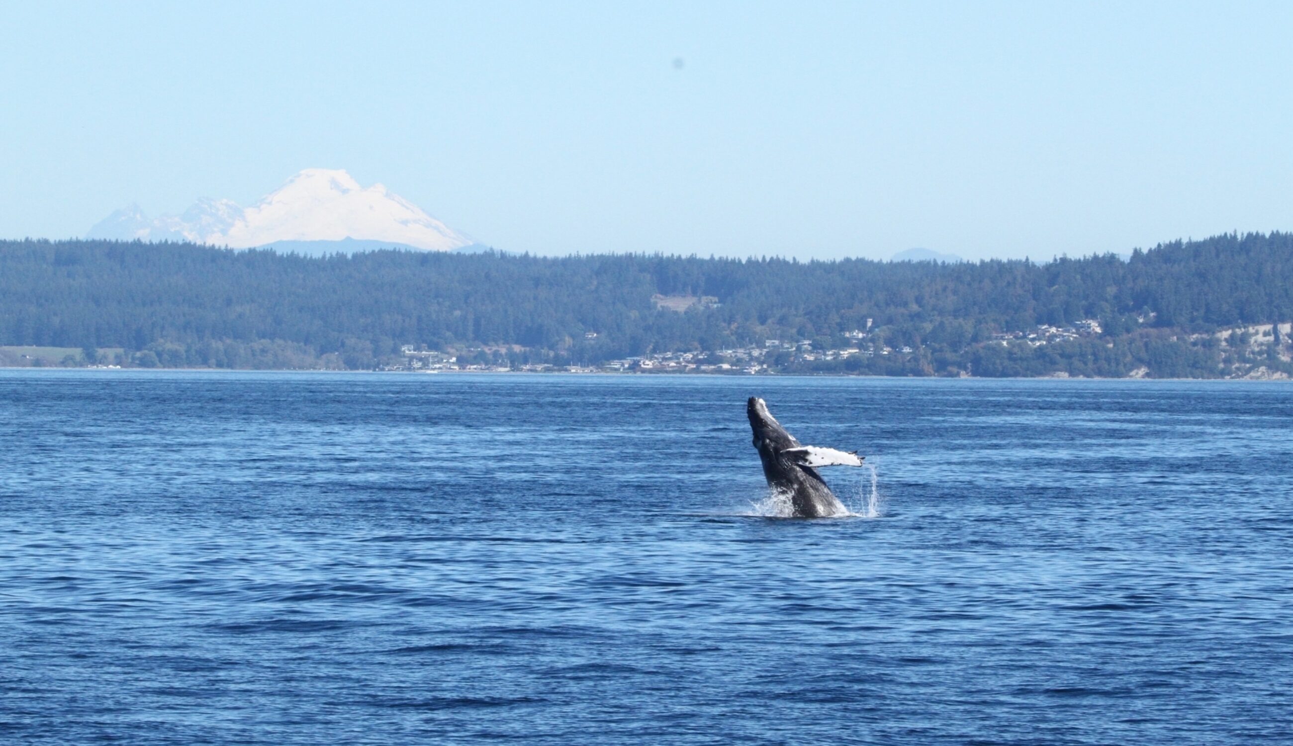 Chihuly Garden and Glass | FRS Clipper